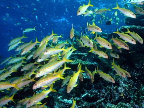 Caribbean Sea Adventures Half-Day Buck Island Snorkel Tour